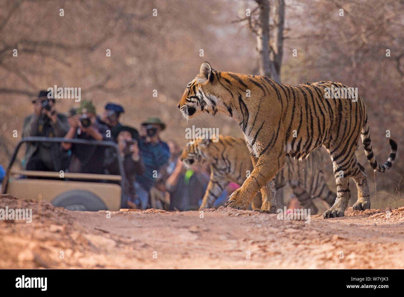 Indian family in car hi-res stock photography and images - Alamy