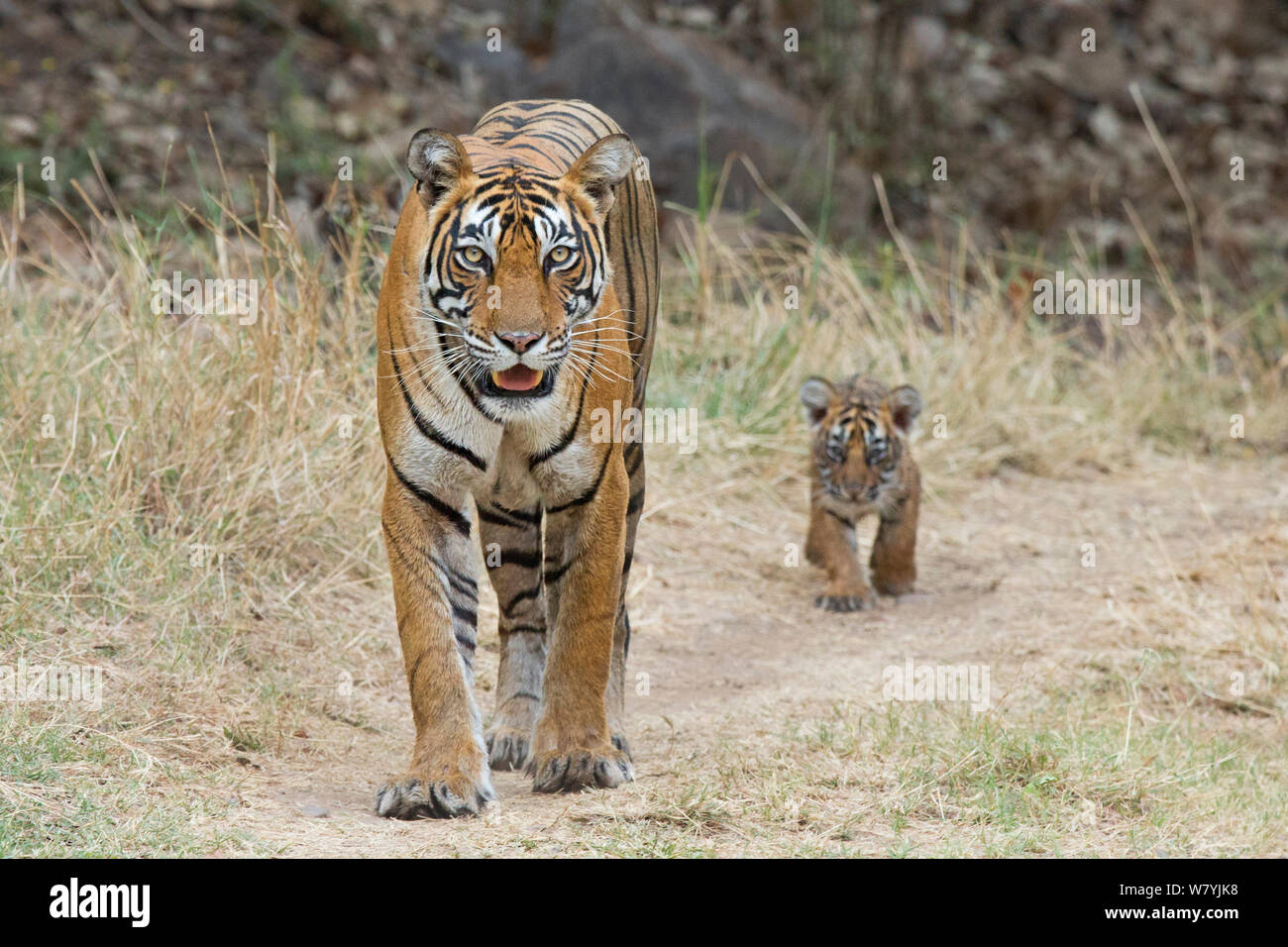 Bengal tiger (Panthera tigris tigris ) female 'T19 Krishna' with 2 ...