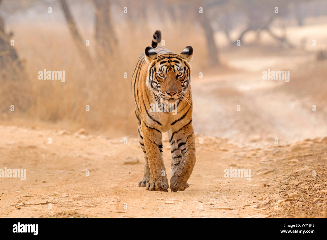 Krishna walking hi-res stock photography and images - Alamy