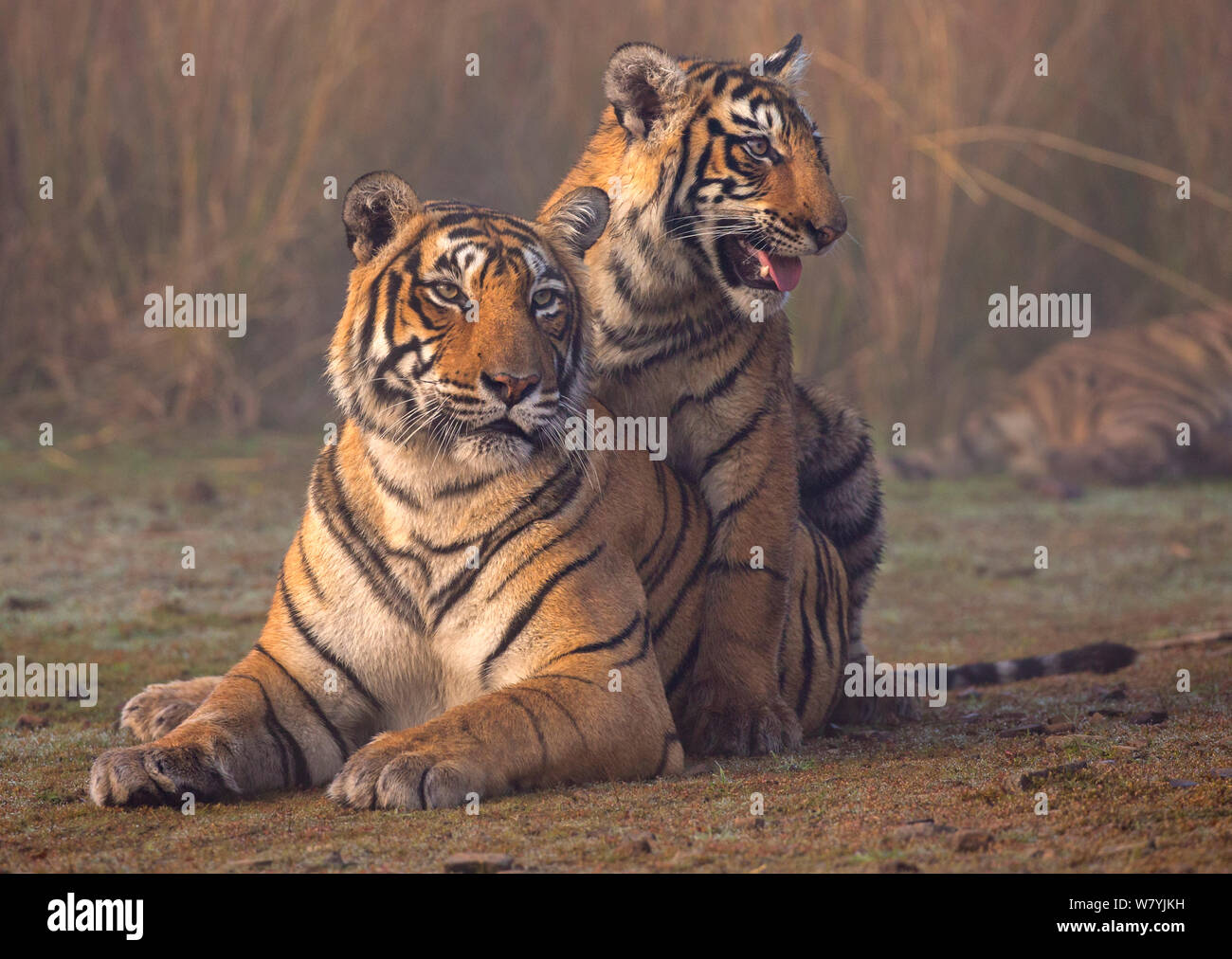 Bengal tiger (Panthera tigris tigris) female 'T19 Krishna' with 11 ...