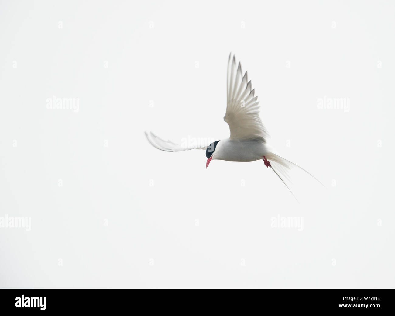 Arctic tern (Sterna paradisaea) flying, Svalbard, Norway, July Stock ...