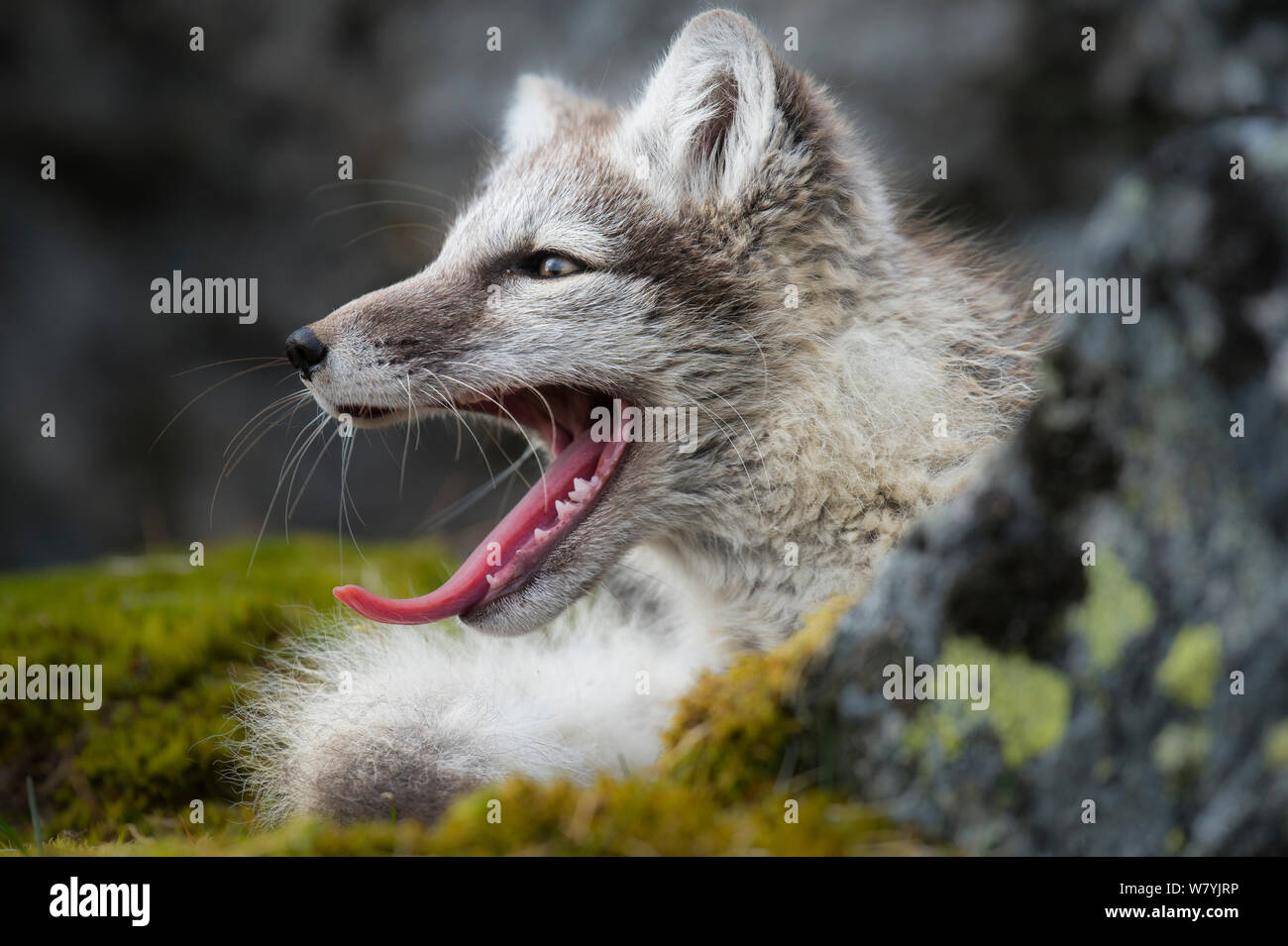 Arctic fox (Vulpes lagopus) yawning, near den on Spitsbergen, Svalbard ...
