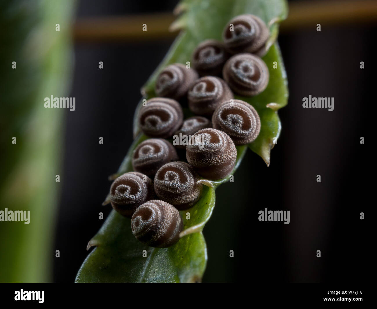 Insect eggs on leaf hi-res stock photography and images - Alamy