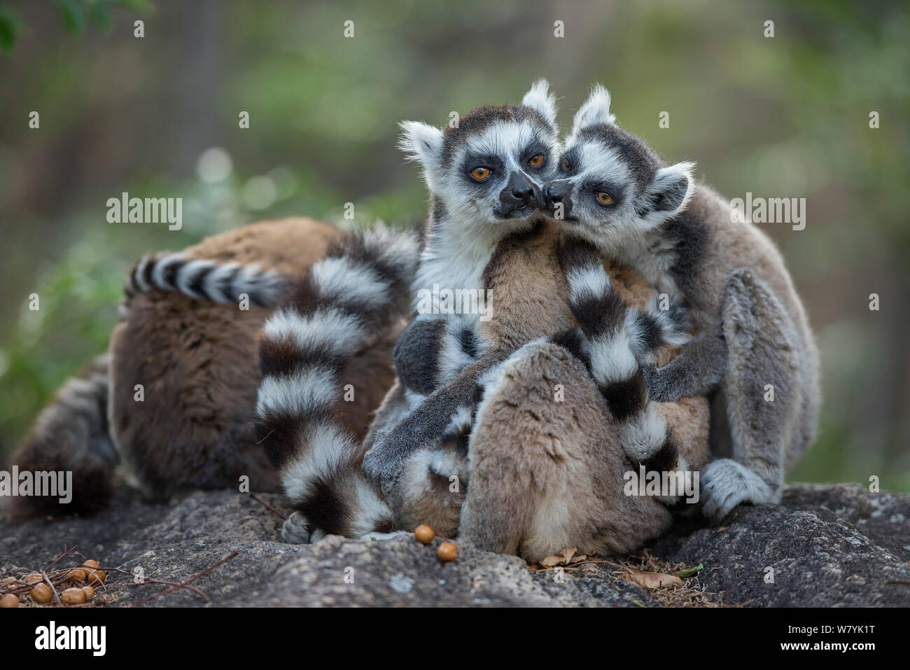 Ring-tailed lemurs (Lemur catta) grooming each other, Anjaha Community ...