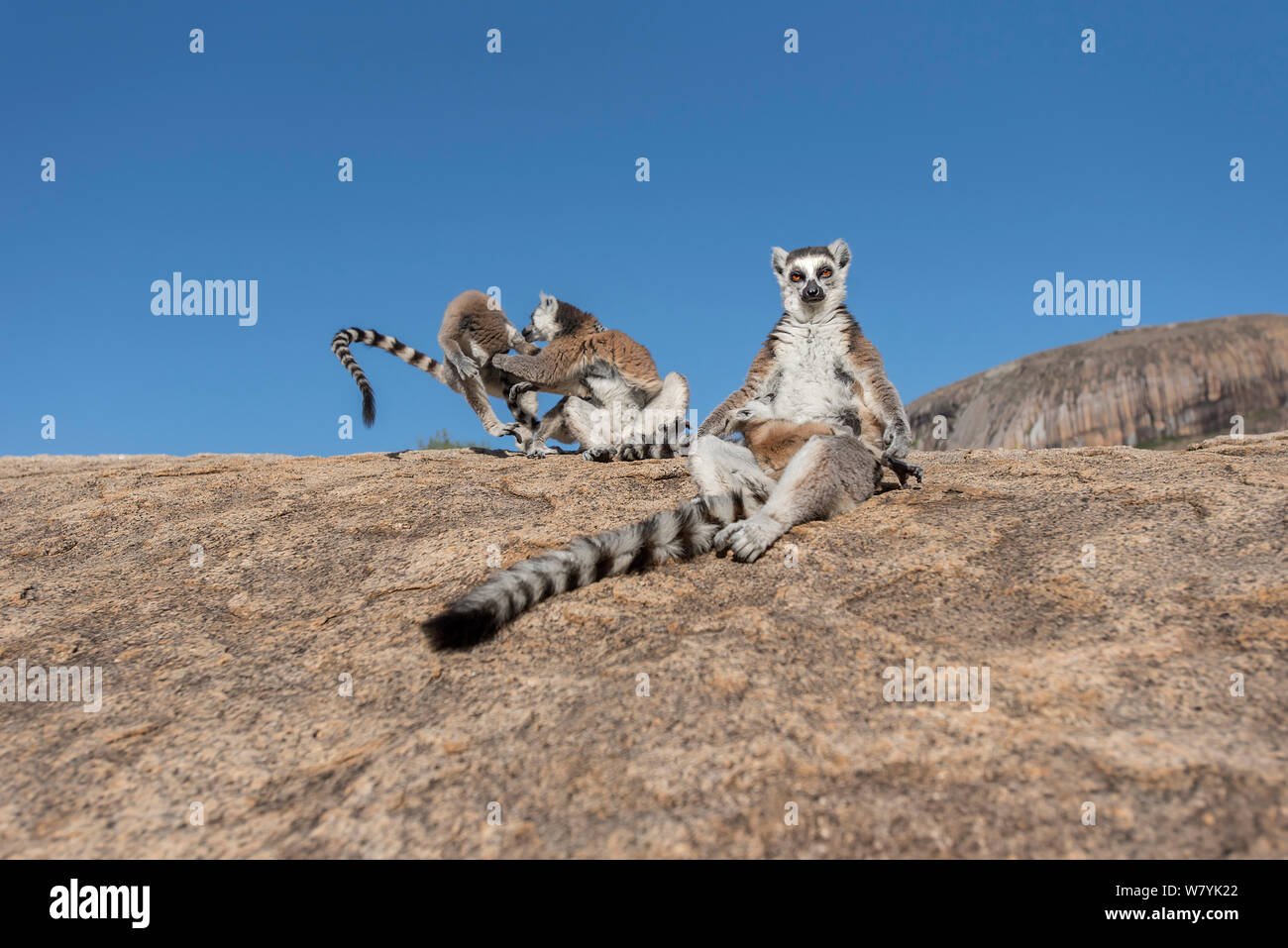 Lemur Sunbathing High Resolution Stock Photography and Images - Alamy