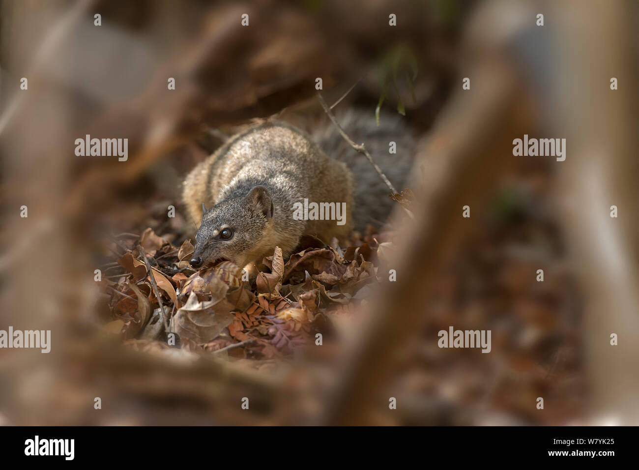 Giant striped mongoose hi-res stock photography and images - Alamy