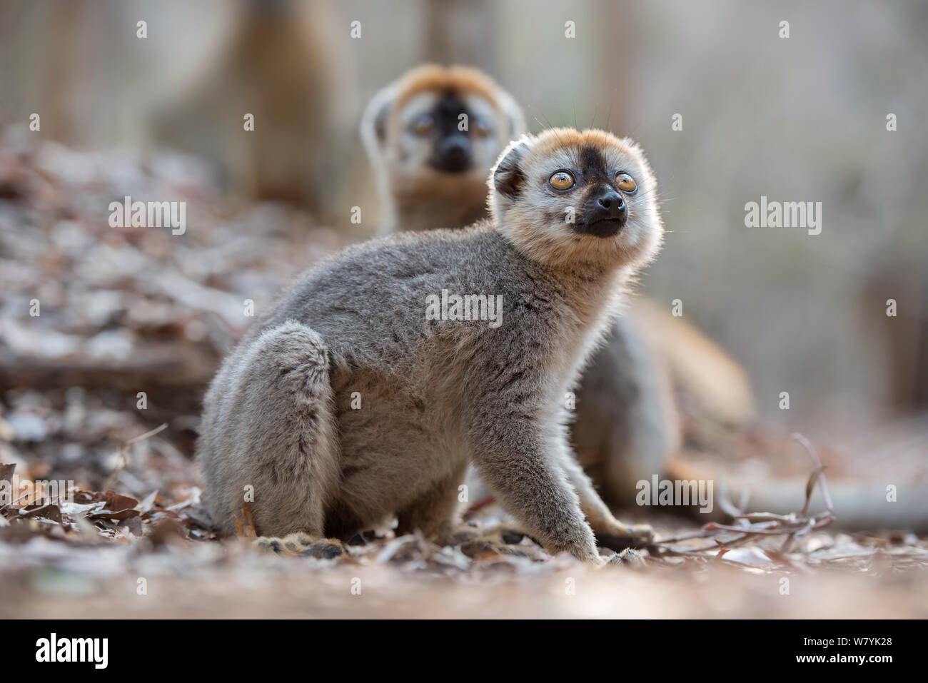 Red fronted lemur hi-res stock photography and images - Alamy