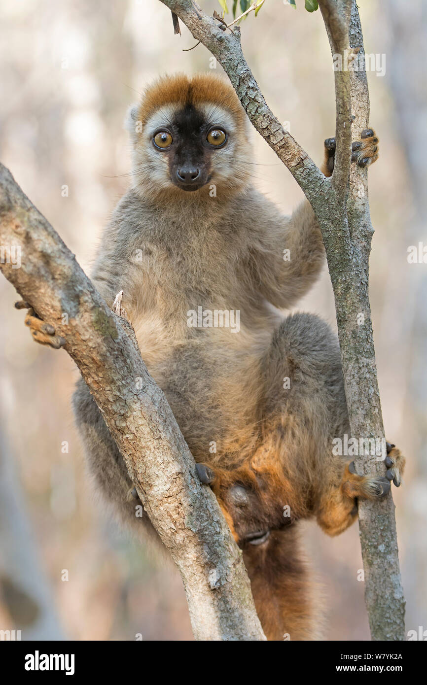 Red fronted lemur hi-res stock photography and images - Alamy