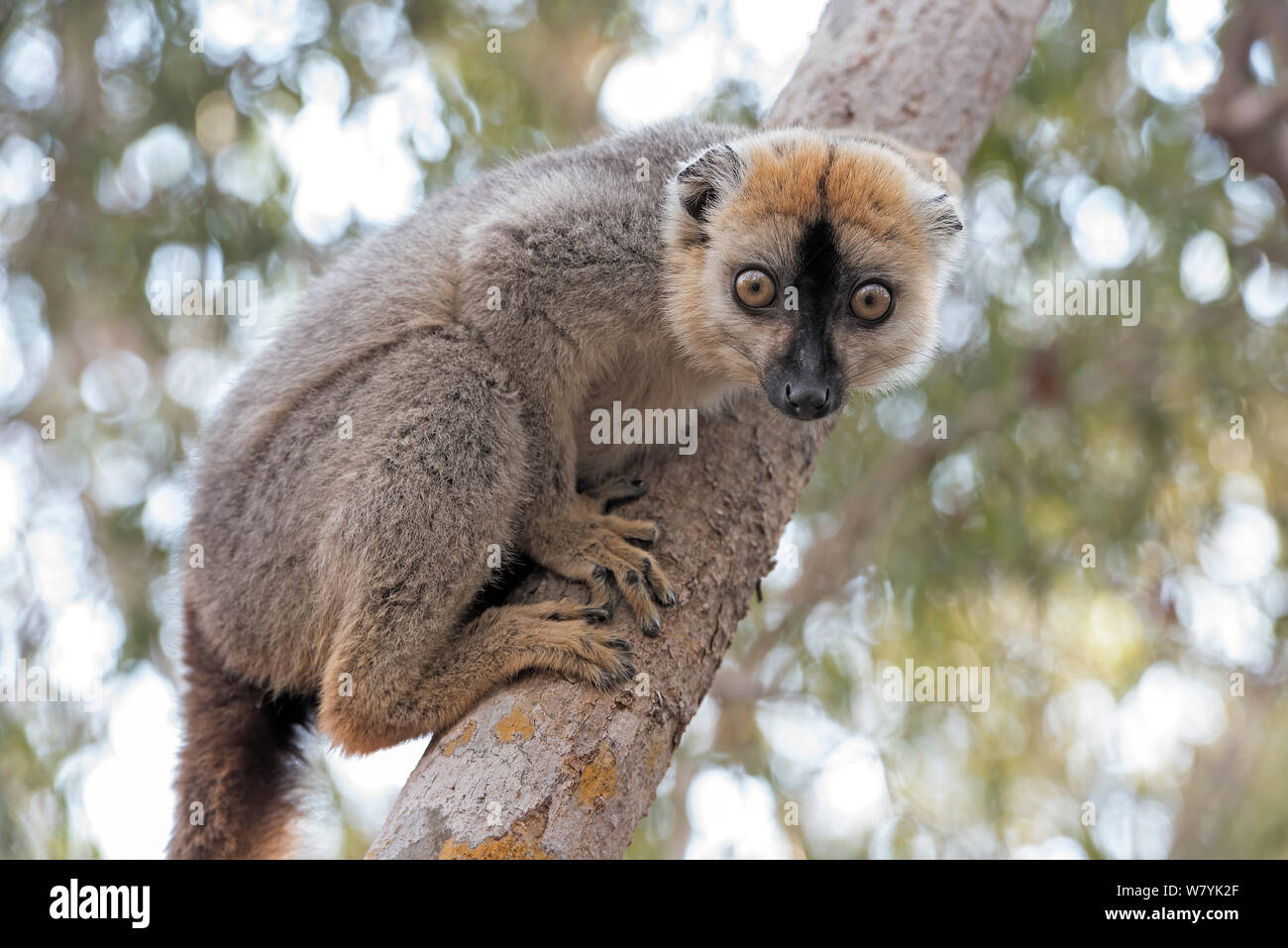 Red Fronted Lemur High Resolution Stock Photography and Images - Alamy