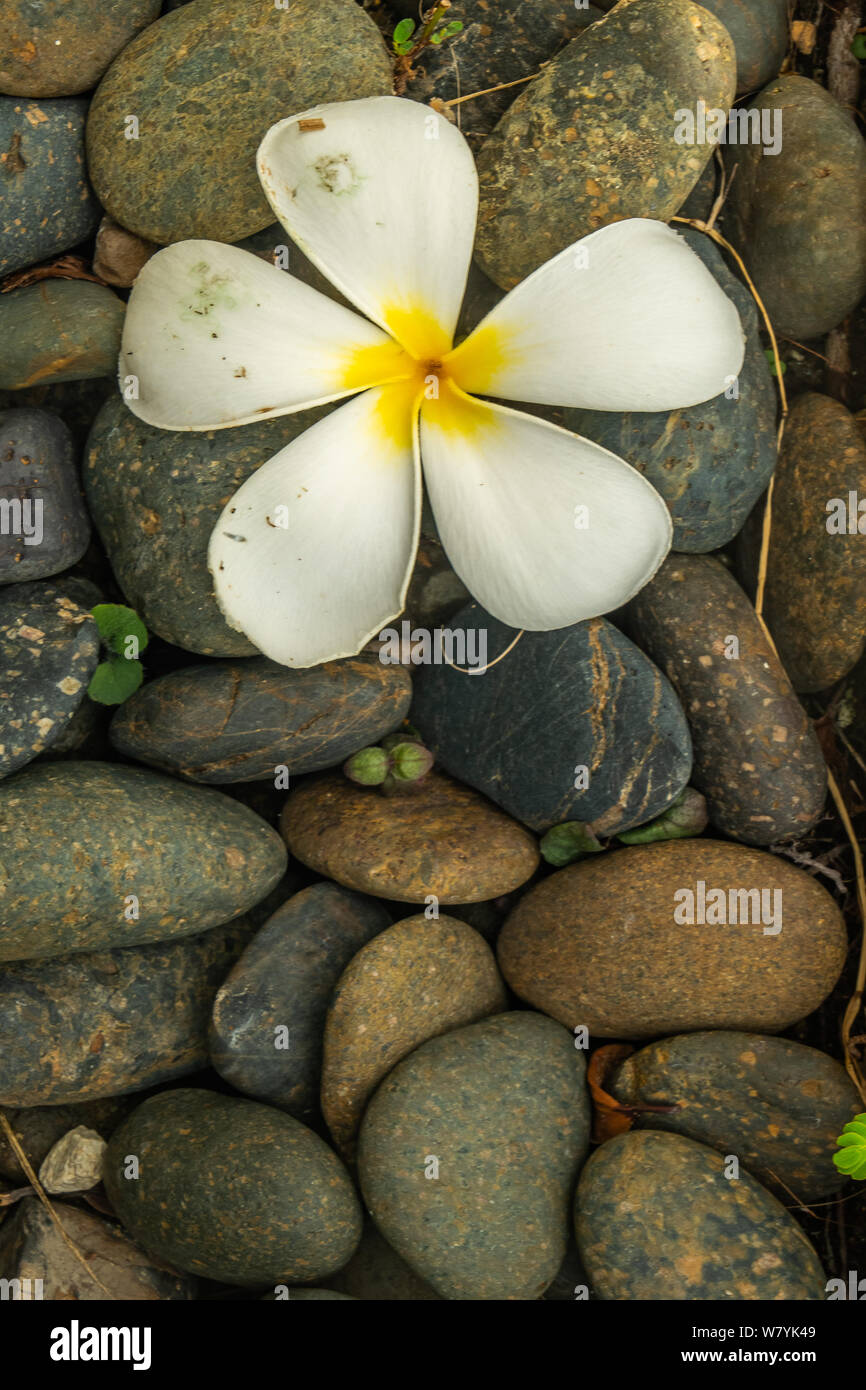White plumeria flowers On a large pebble stone as a background ...