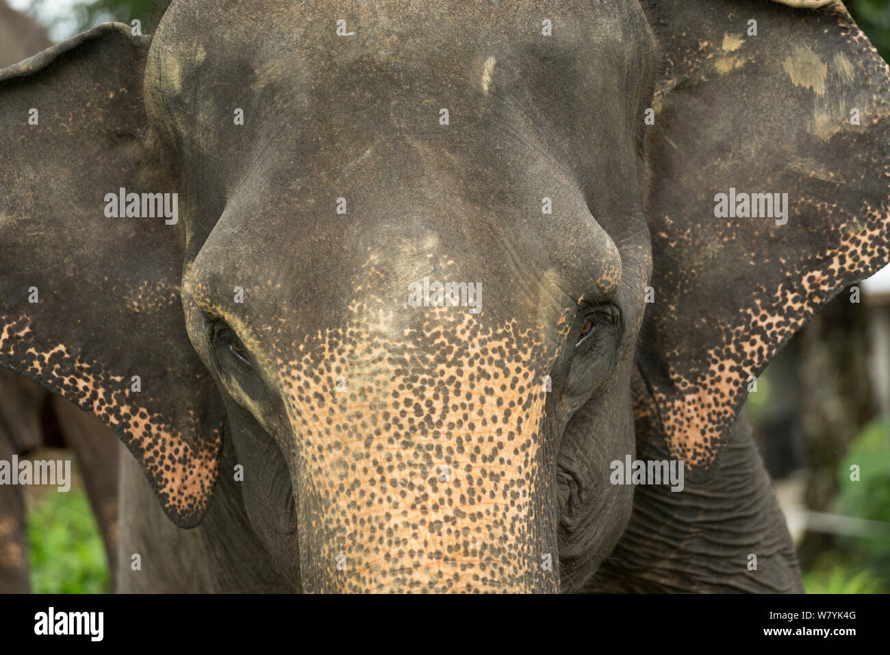 Sumatran elephant rehabilitation hi-res stock photography and images ...
