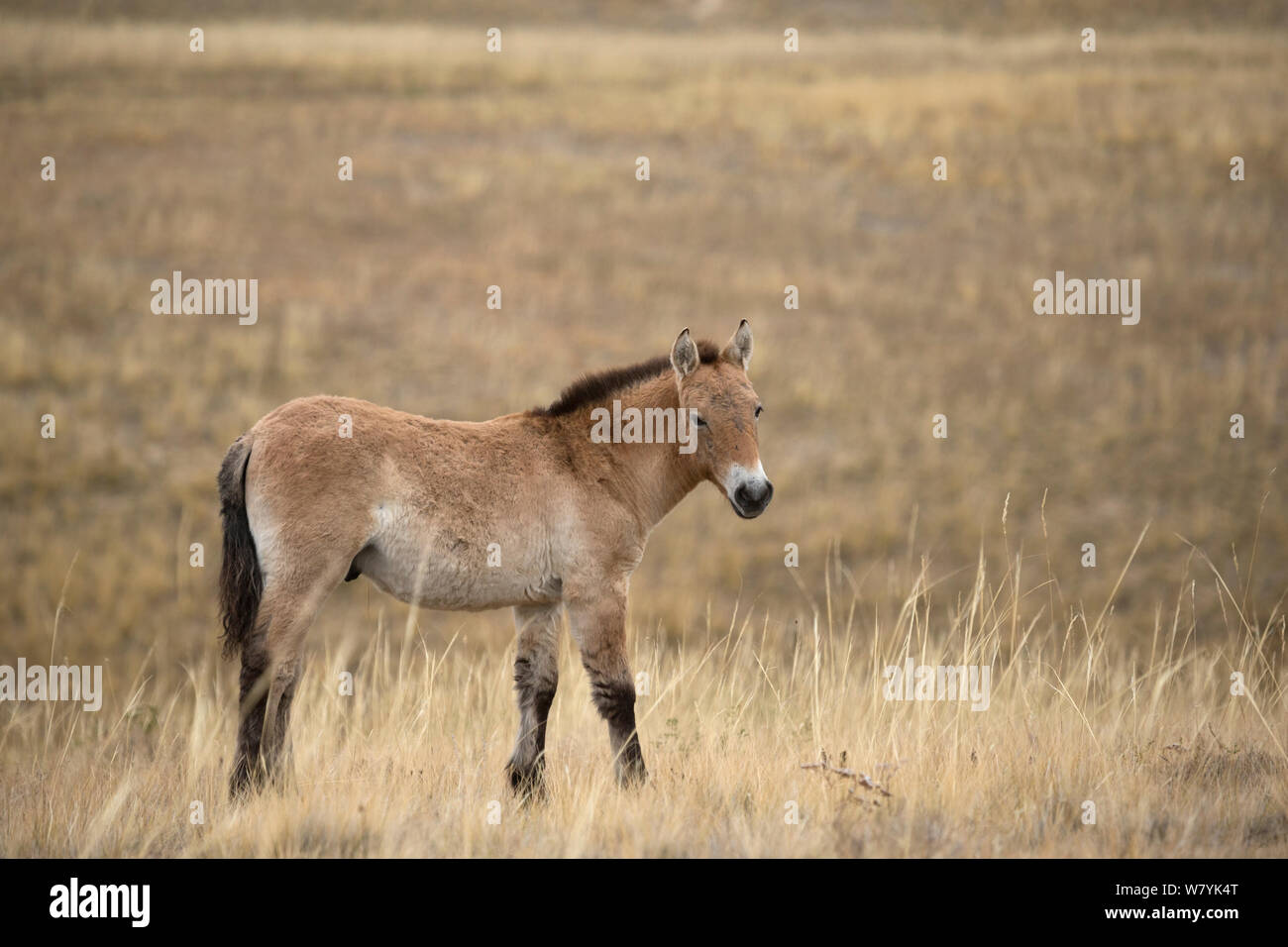 Przewalskis horse wild horse mongolia wildlife hi-res stock photography ...