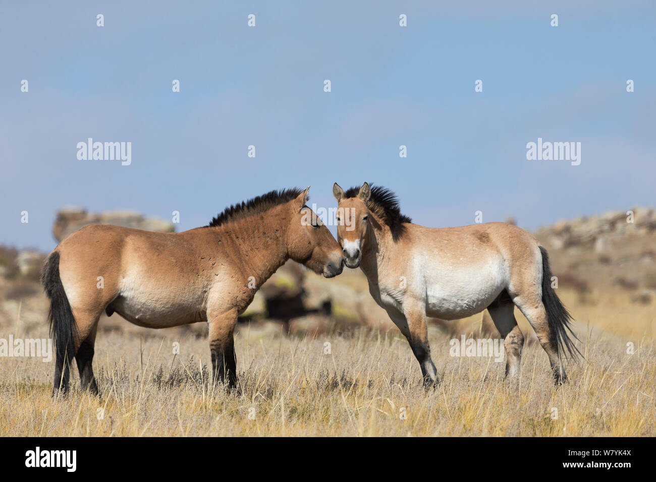 Mongolian Wild Horses