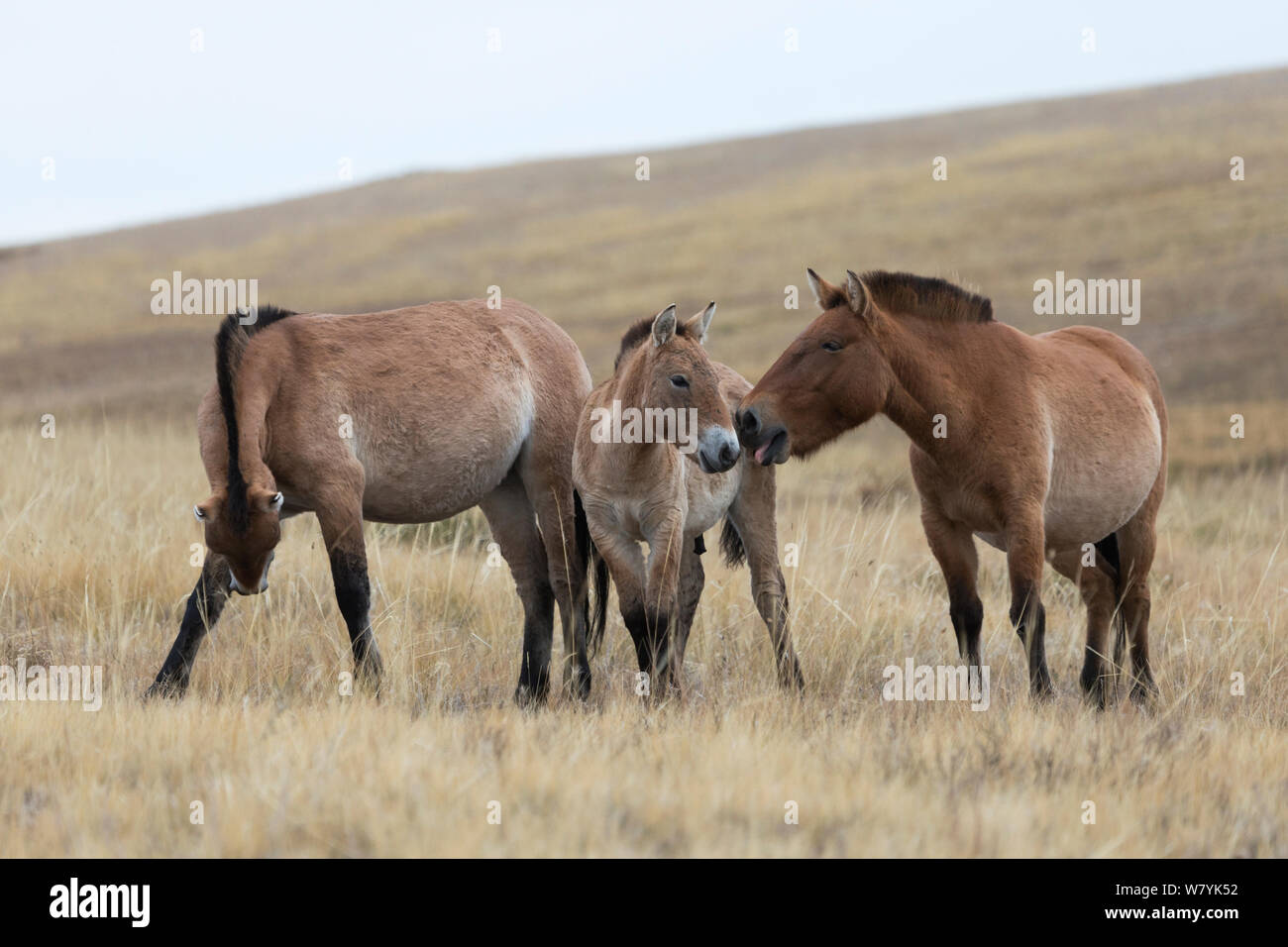 Wild Przewalski / Takhi Horse (Equus ferus przewalskii) breeding ...