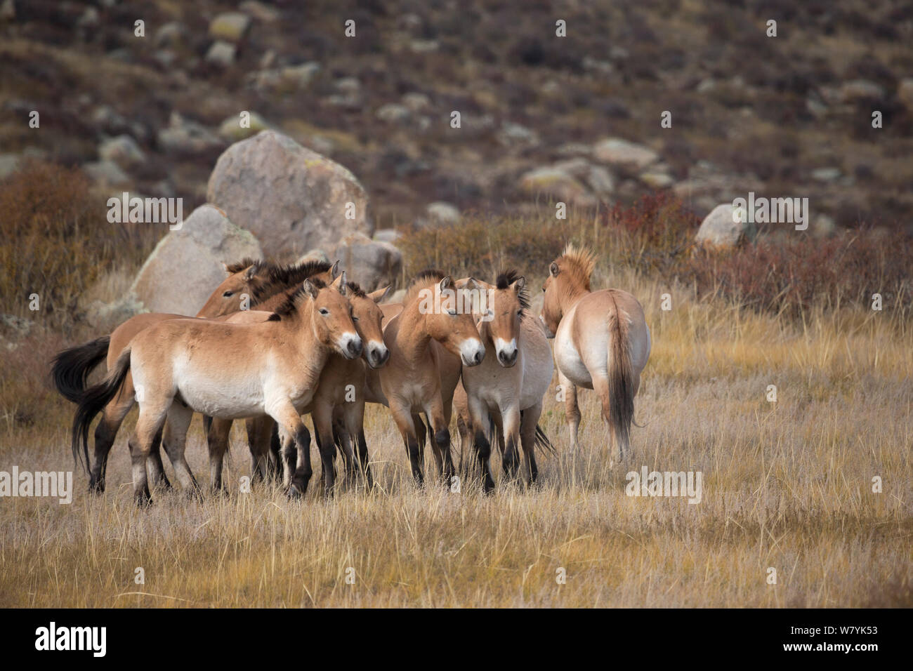 Band of wild Przewalski / Takhi Horse (Equus ferus przewalskii ...