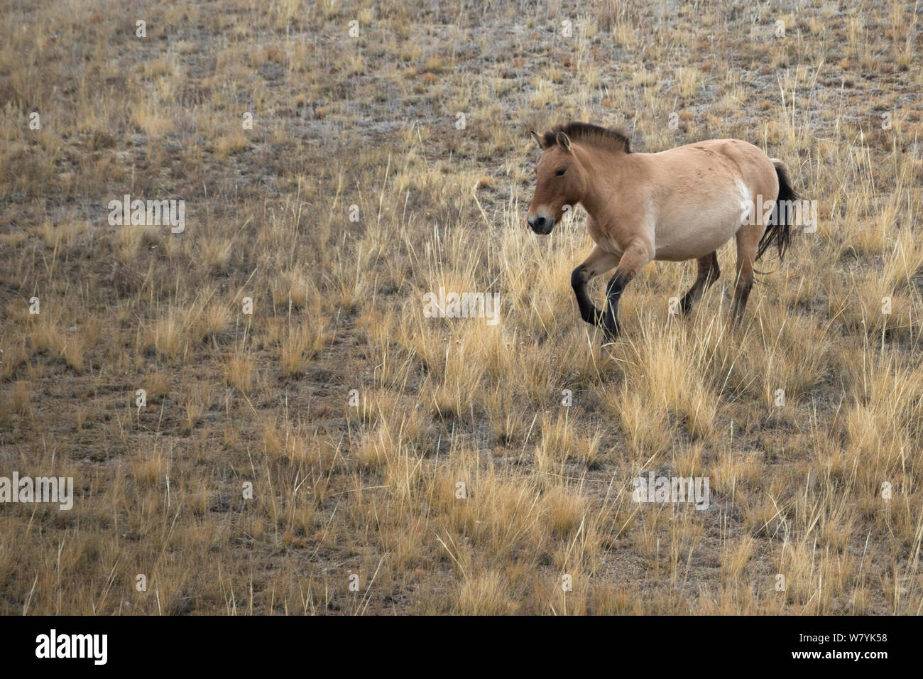 Wild Przewalski / Takhi Horse (Equus ferus przewalskii) mare cantering ...