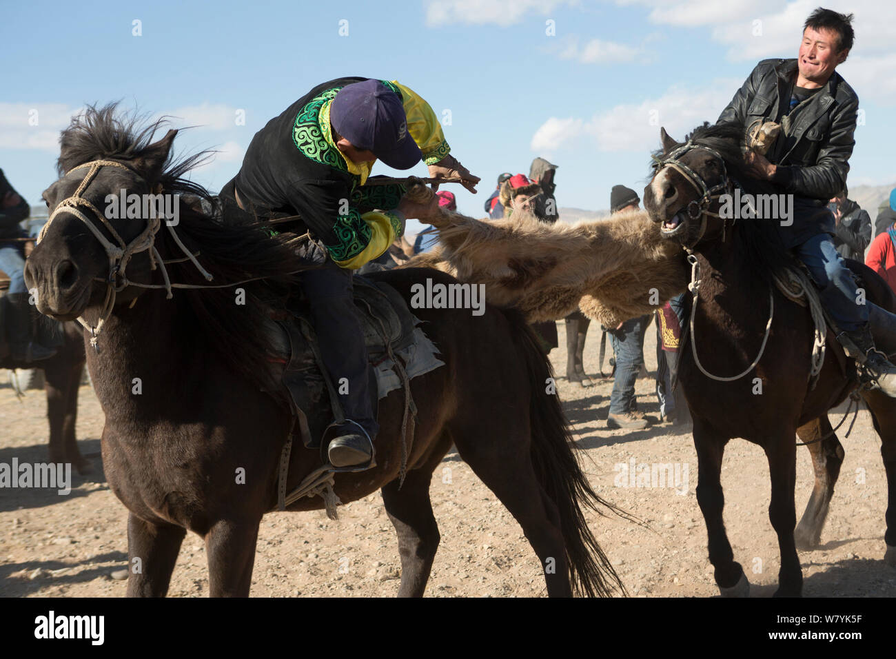 Two eagle hunters mounted on Mongolian horses in tug of war game over ...