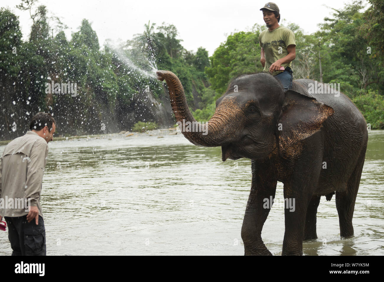 Sumatran elephant (Elephas maximus sumatranus) spraying tourist with ...