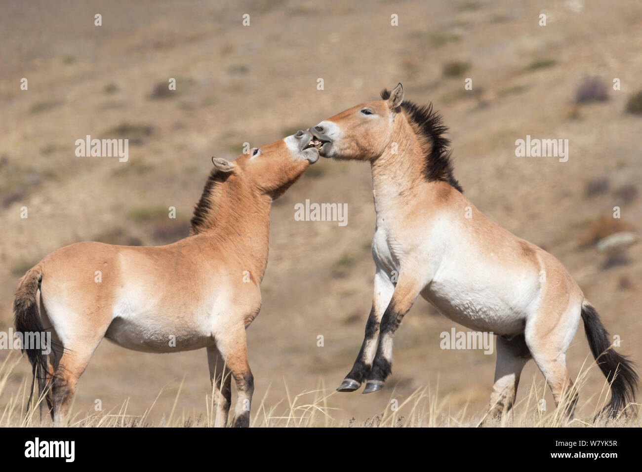 Two wild Przewalski / Takhi Horse (Equus ferus przewalskii) bachelor ...