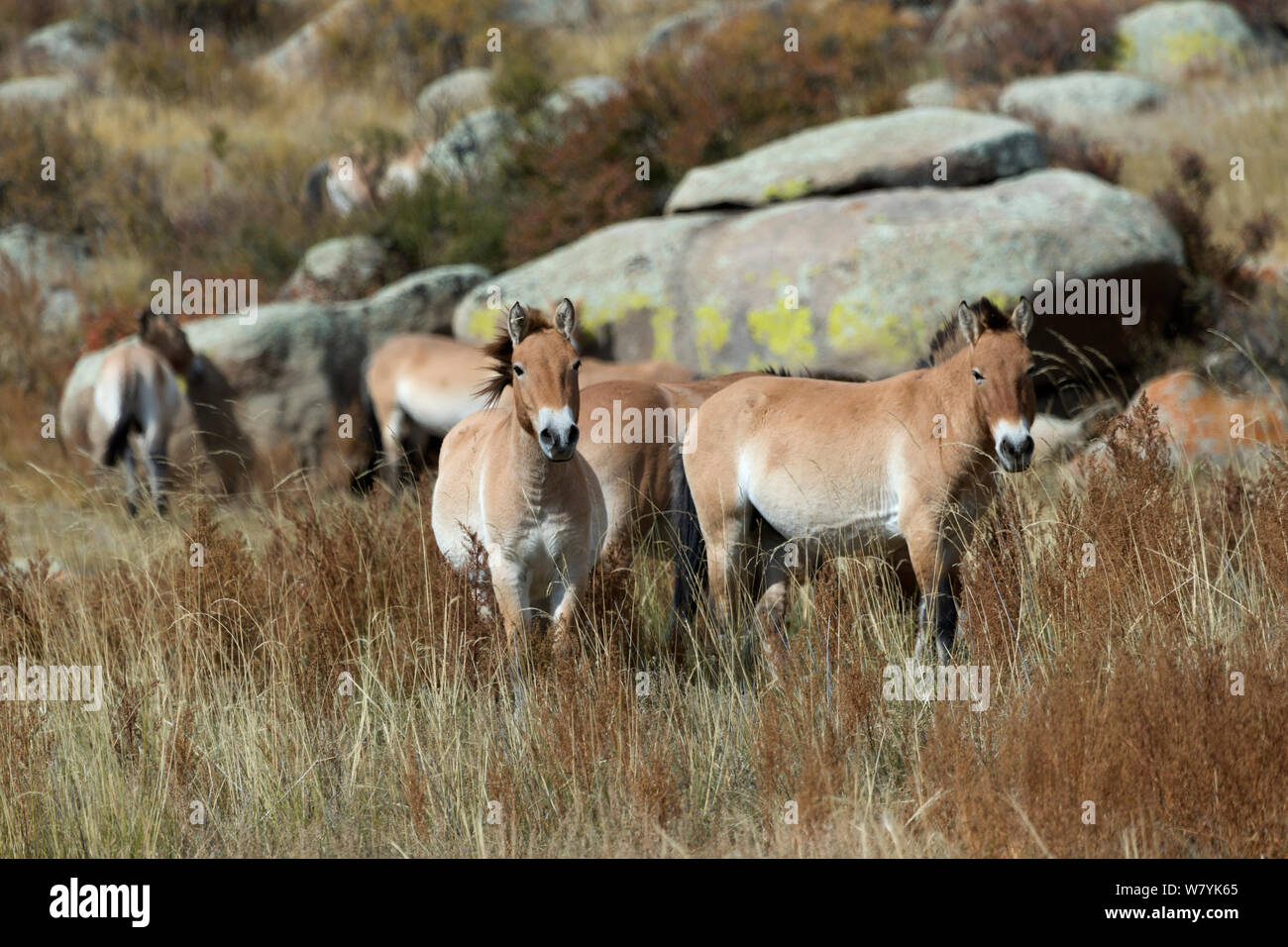Band of wild Przewalski / Takhi Horse (Equus ferus przewalskii ...