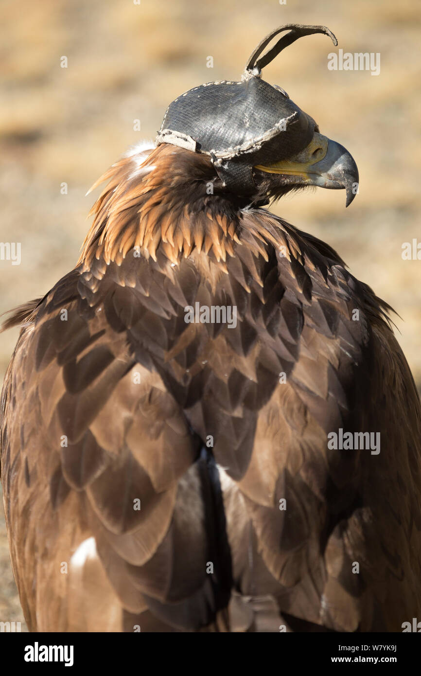 Golden eagle aquila chrysaetus bird hi-res stock photography and images ...