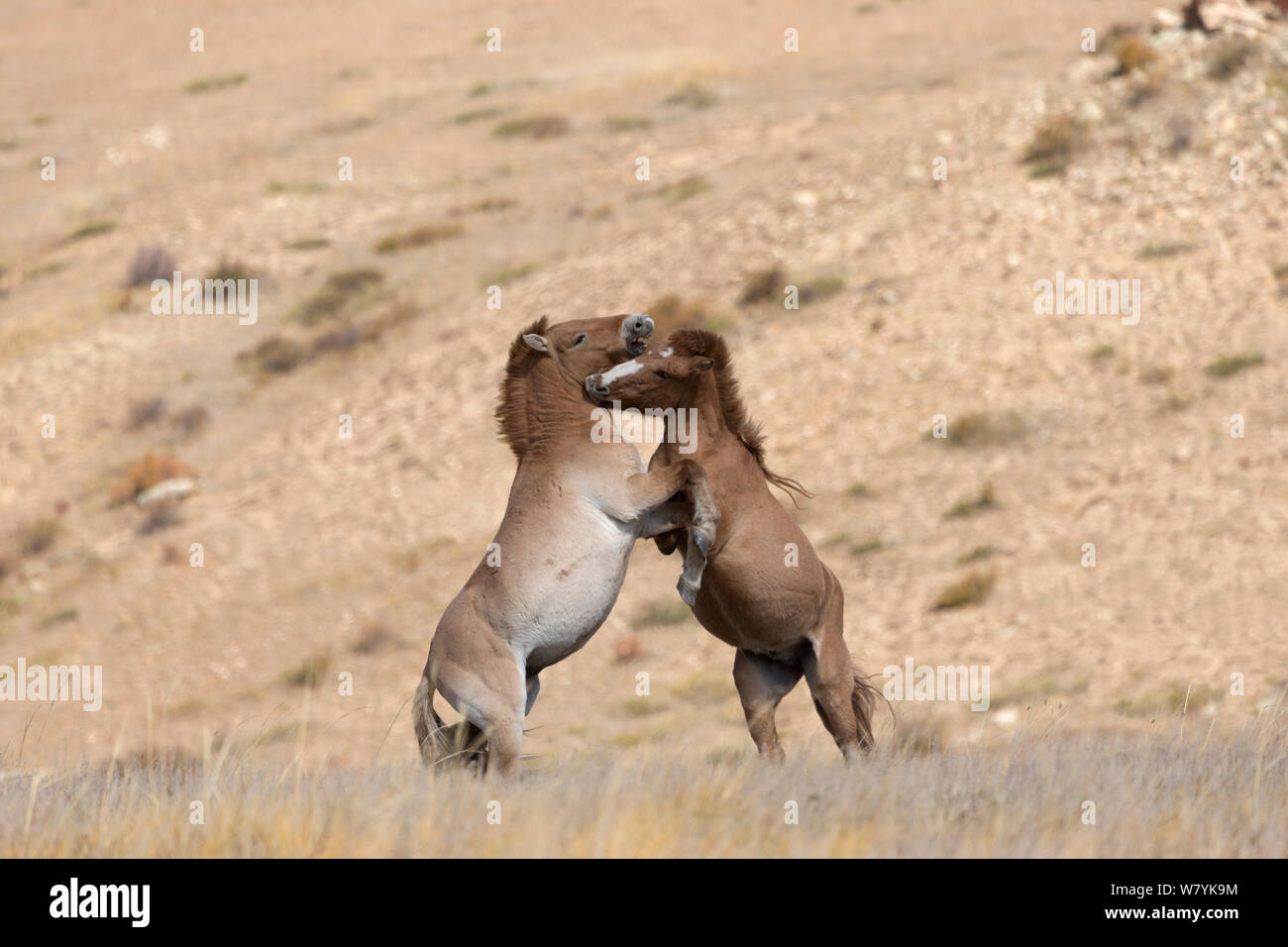 Two wild Przewalski / Takhi Horse (Equus ferus przewalskii) bachelor ...