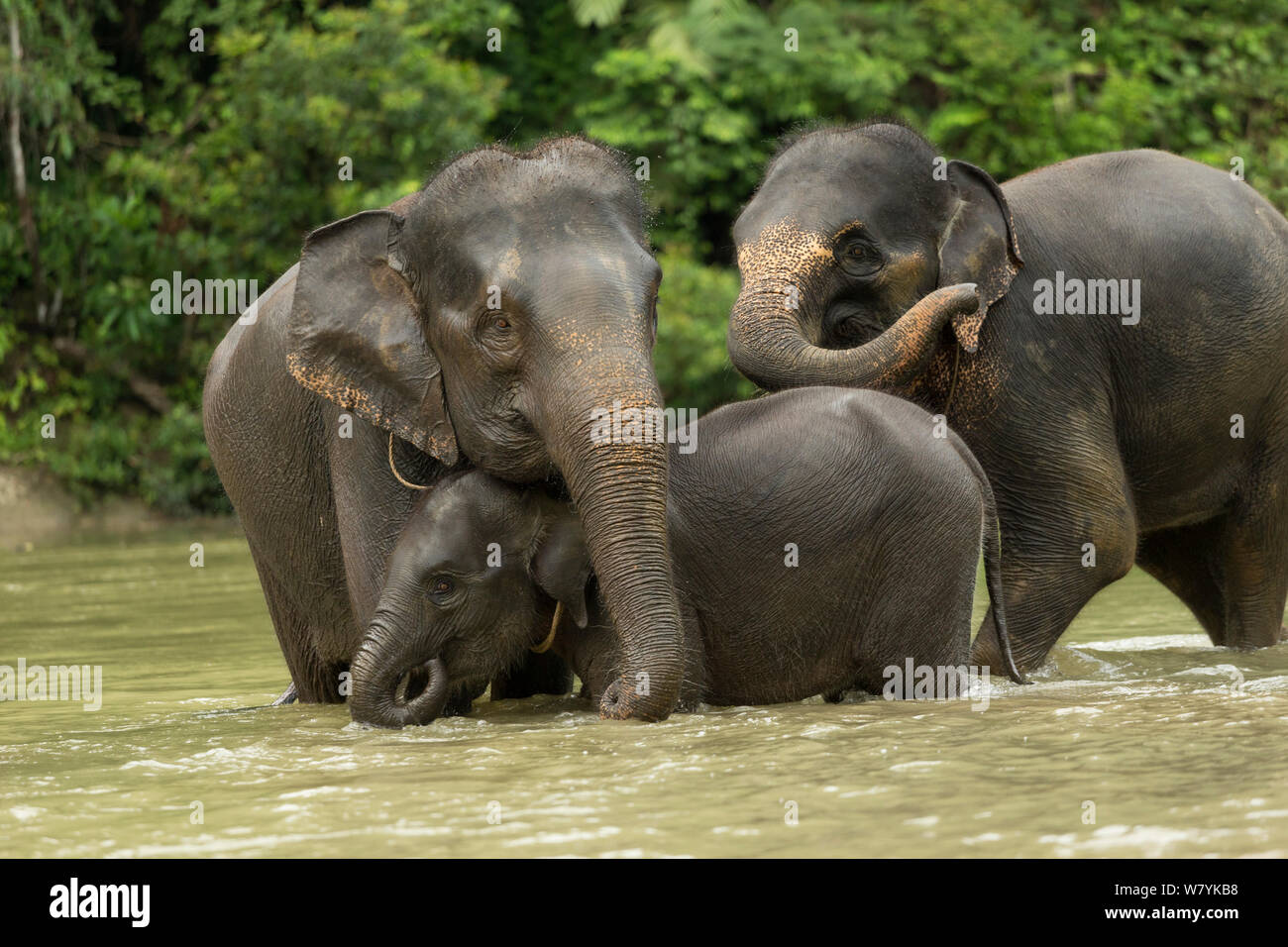 Sumatran elephants (Elephas maximus sumatranus) bathing. Rehabilitated ...