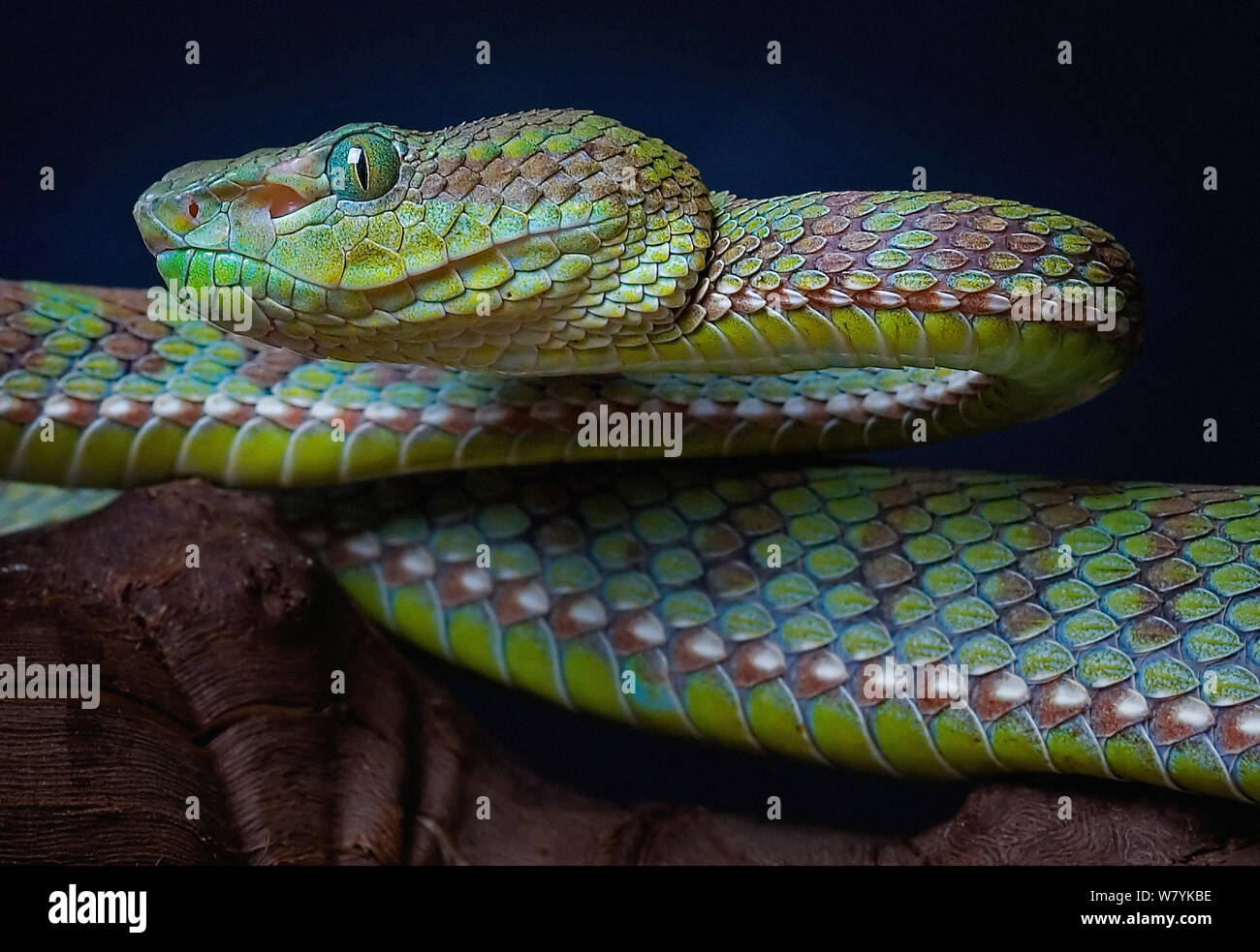 Pope’s tree viper (Trimeresurus popeorum) captive occurs in Asia. Small ...