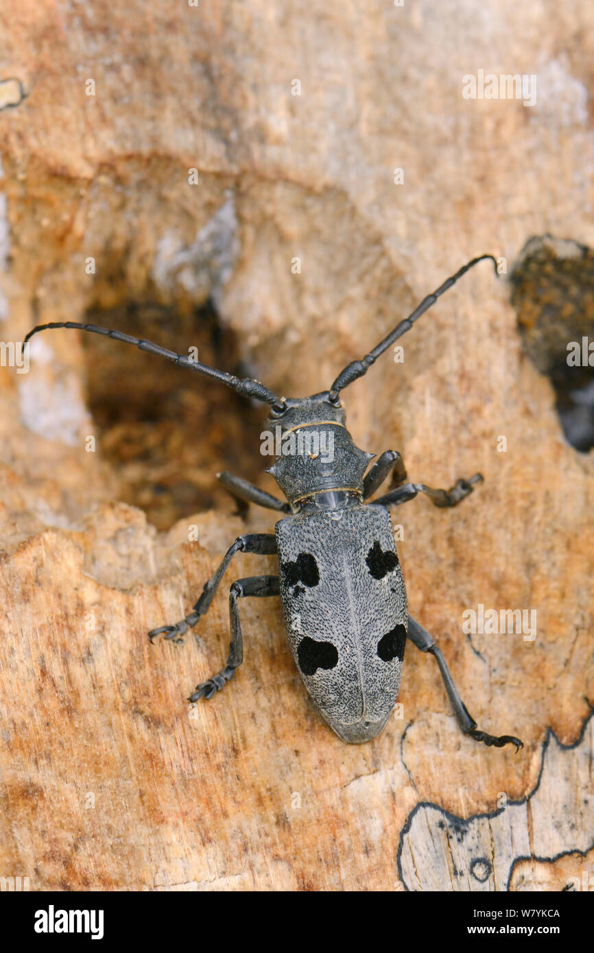 Foca animal hi-res stock photography and images - Alamy