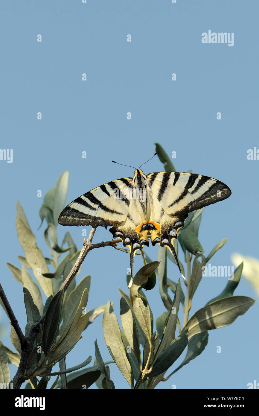 Scarce butterfly hi-res stock photography and images - Alamy