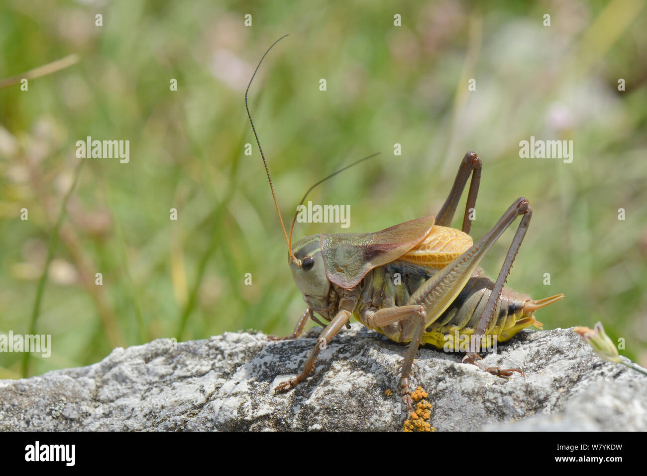 Hexapoda animalia hi-res stock photography and images - Alamy