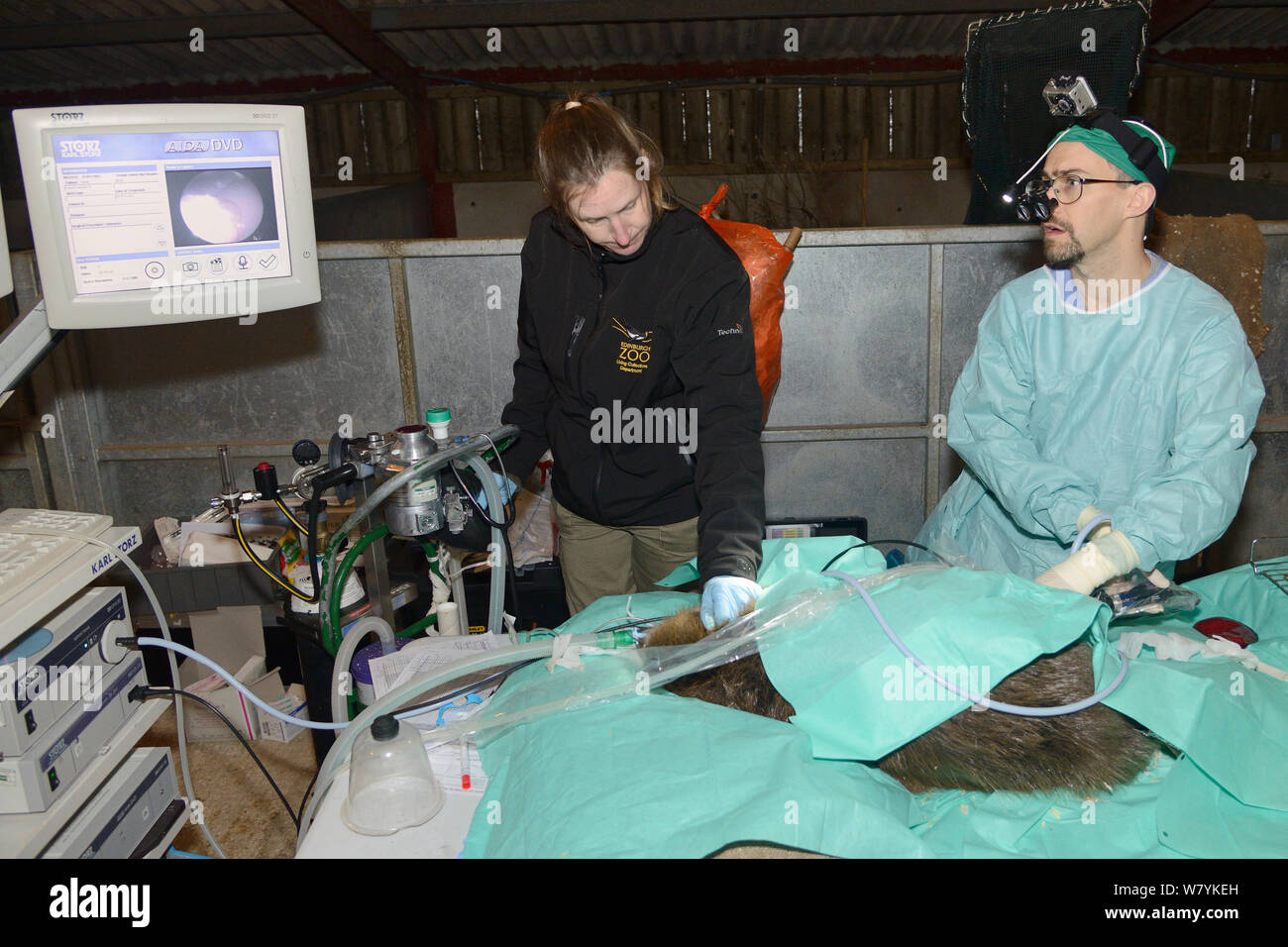 Veterinarian Romain Pizzi examining Eurasian beaver (Castor fiber), for ...
