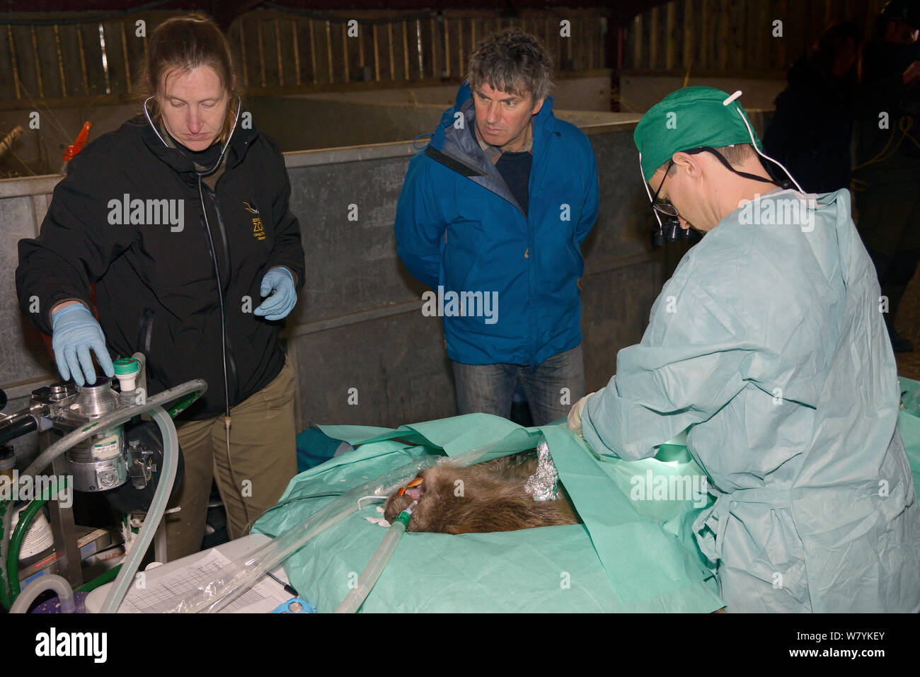 Tapeworms hi-res stock photography and images - Alamy