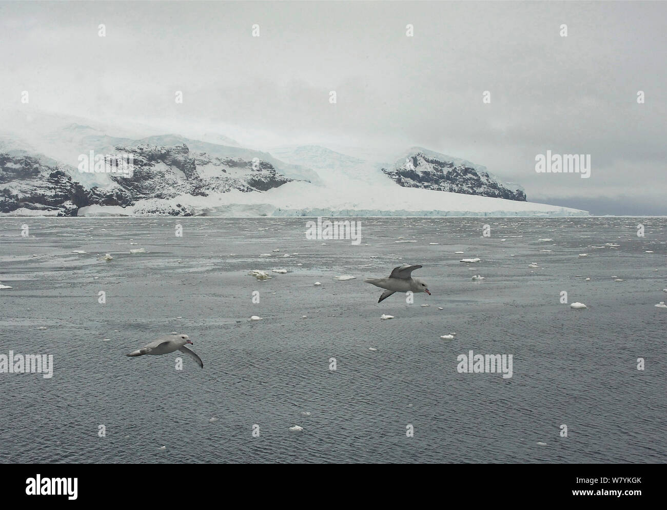 Southern fulmar (Fulmarus glacialoides) flying, Sturge Island, Balleny ...
