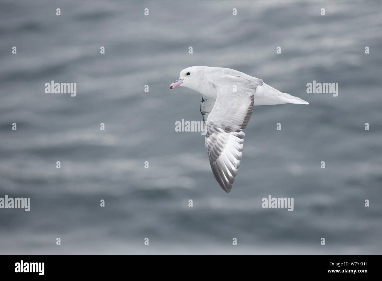 Antarctic fulmar (Fulmarus glacialoides) flying off Buckle Island ...