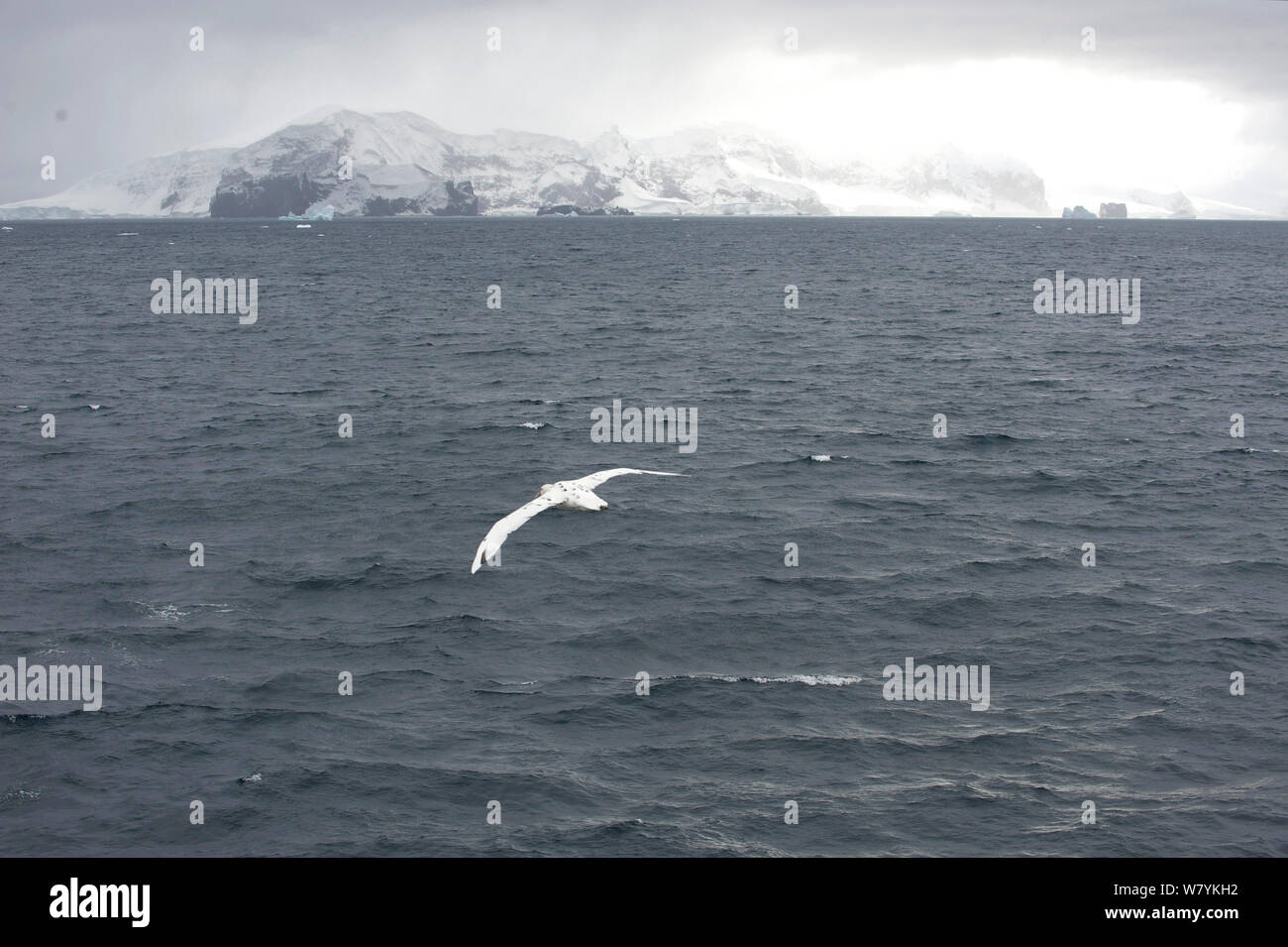 Southern giant petrel (Macronectes giganteus) white phase, flying off ...