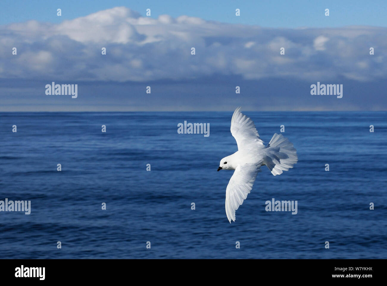 Snow petrel (Pagodroma nivea) flying off Cape Adare, Ross Sea ...