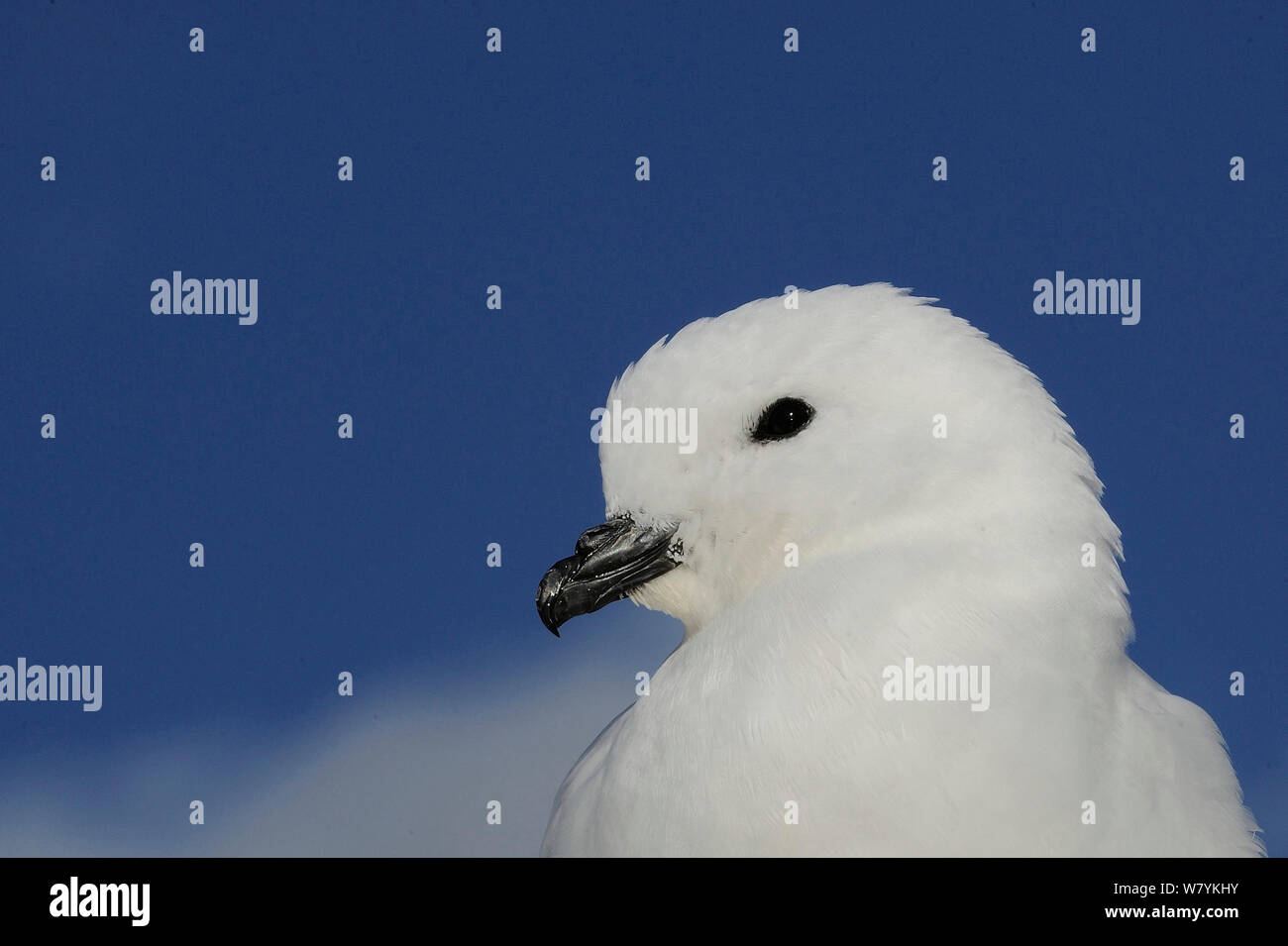 Snow petrel (Pagodroma nivea) portrait, off Cape Adare, Ross Sea ...