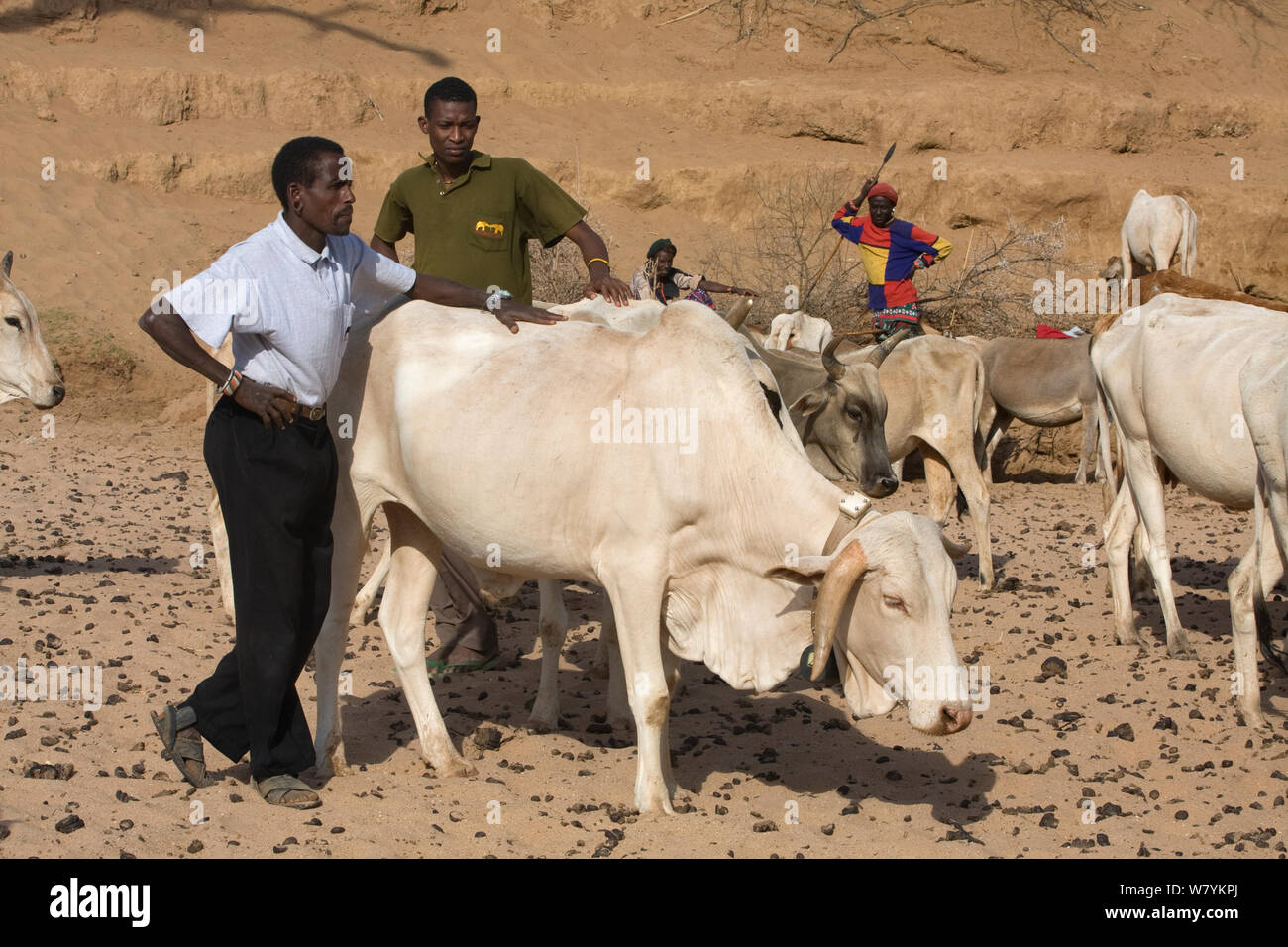 Starving Cows In Italy