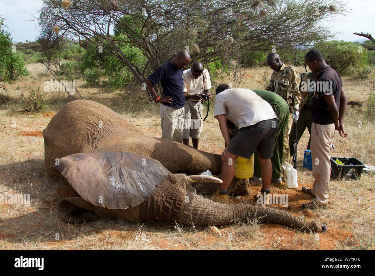 Taking care of elephants hi-res stock photography and images - Alamy