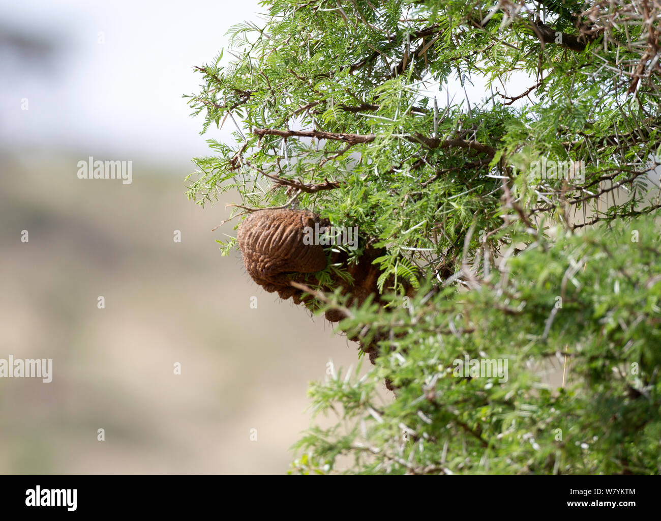 Grasping animal hi-res stock photography and images - Alamy