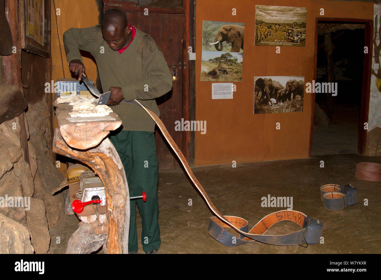 Save the Elephants employee preparing collar for elephant collaring ...