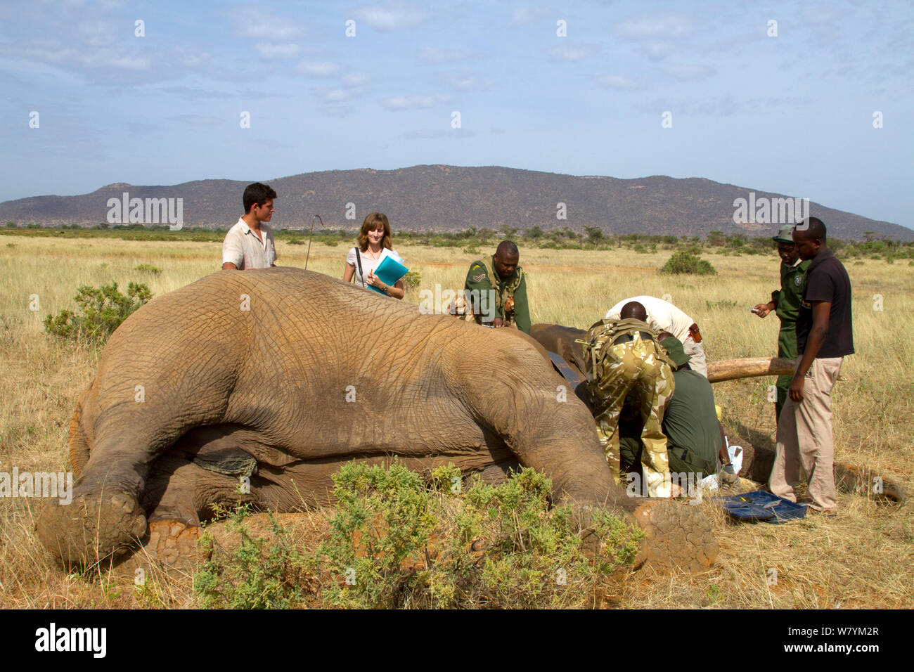 Wildlife collaring hi-res stock photography and images - Alamy