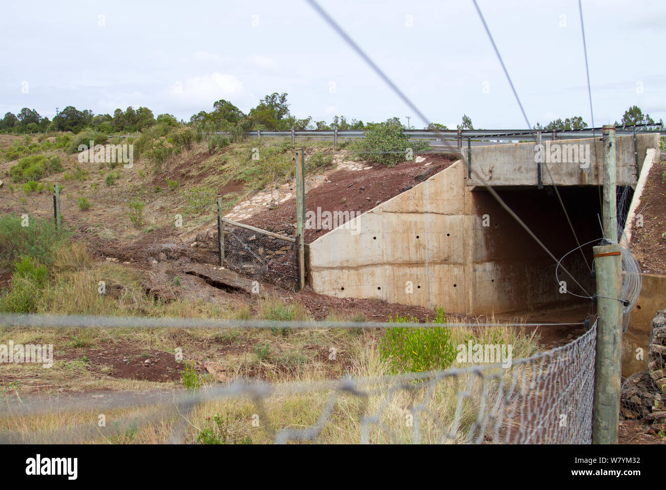Nanyuki elephant hi-res stock photography and images - Alamy