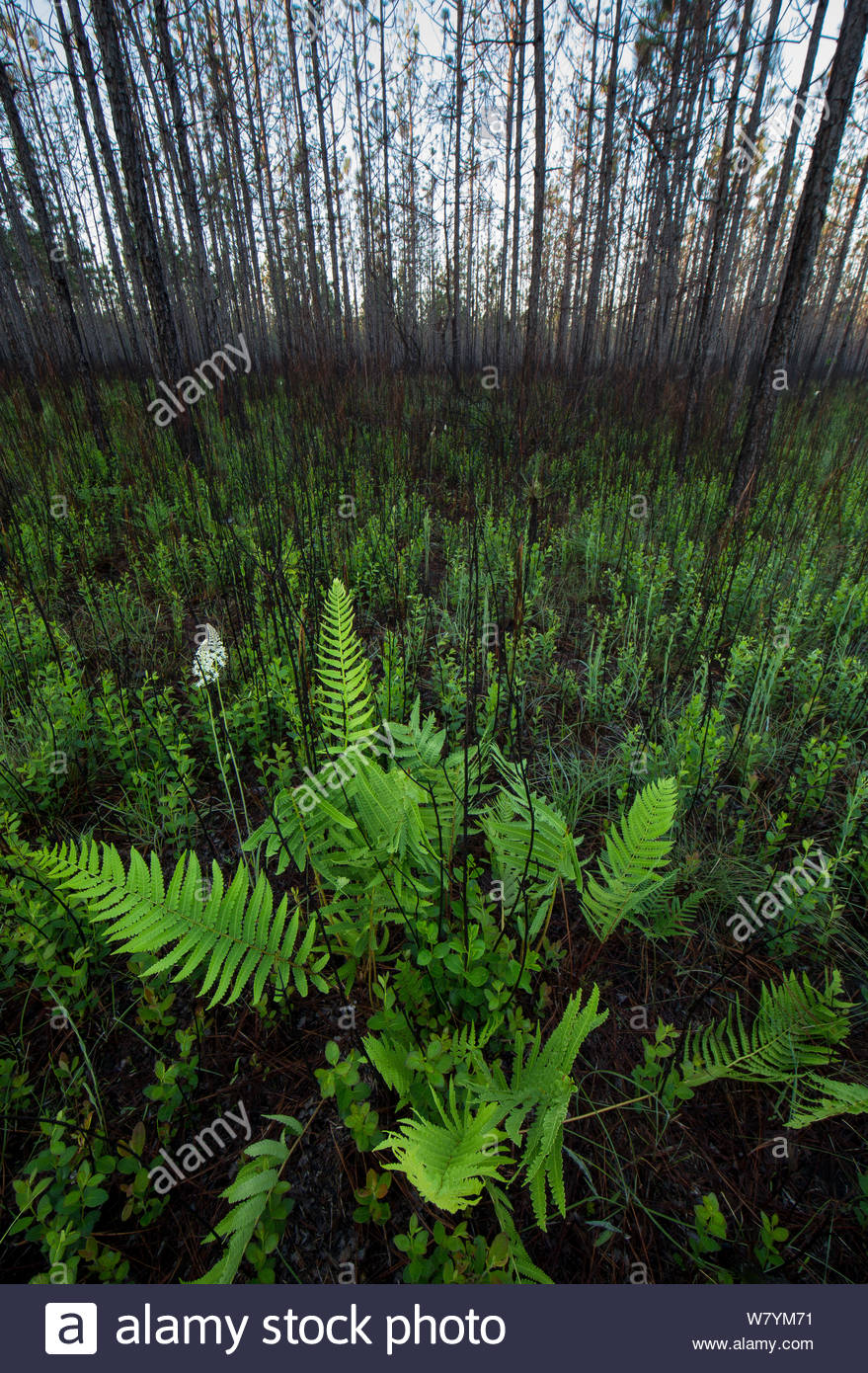 Groundcover Plants Stock Photos & Groundcover Plants Stock Images - Alamy