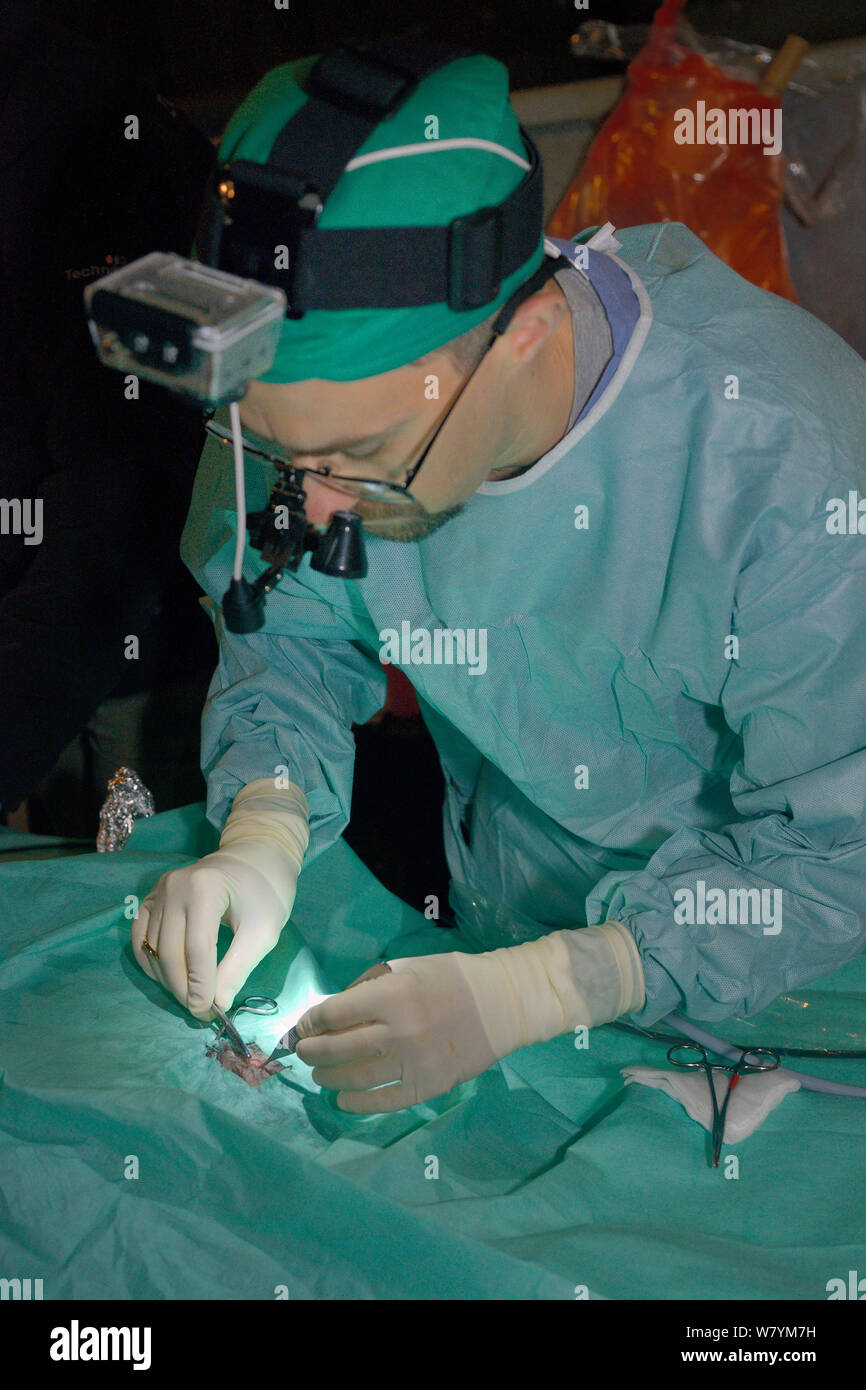 Veterinarian Romain Pizzi of the Royal Zoological Society of Scotland ...