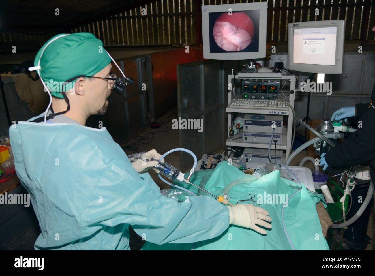 Veterinarian Romain Pizzi, of the Royal Zoological Society of Scotland ...