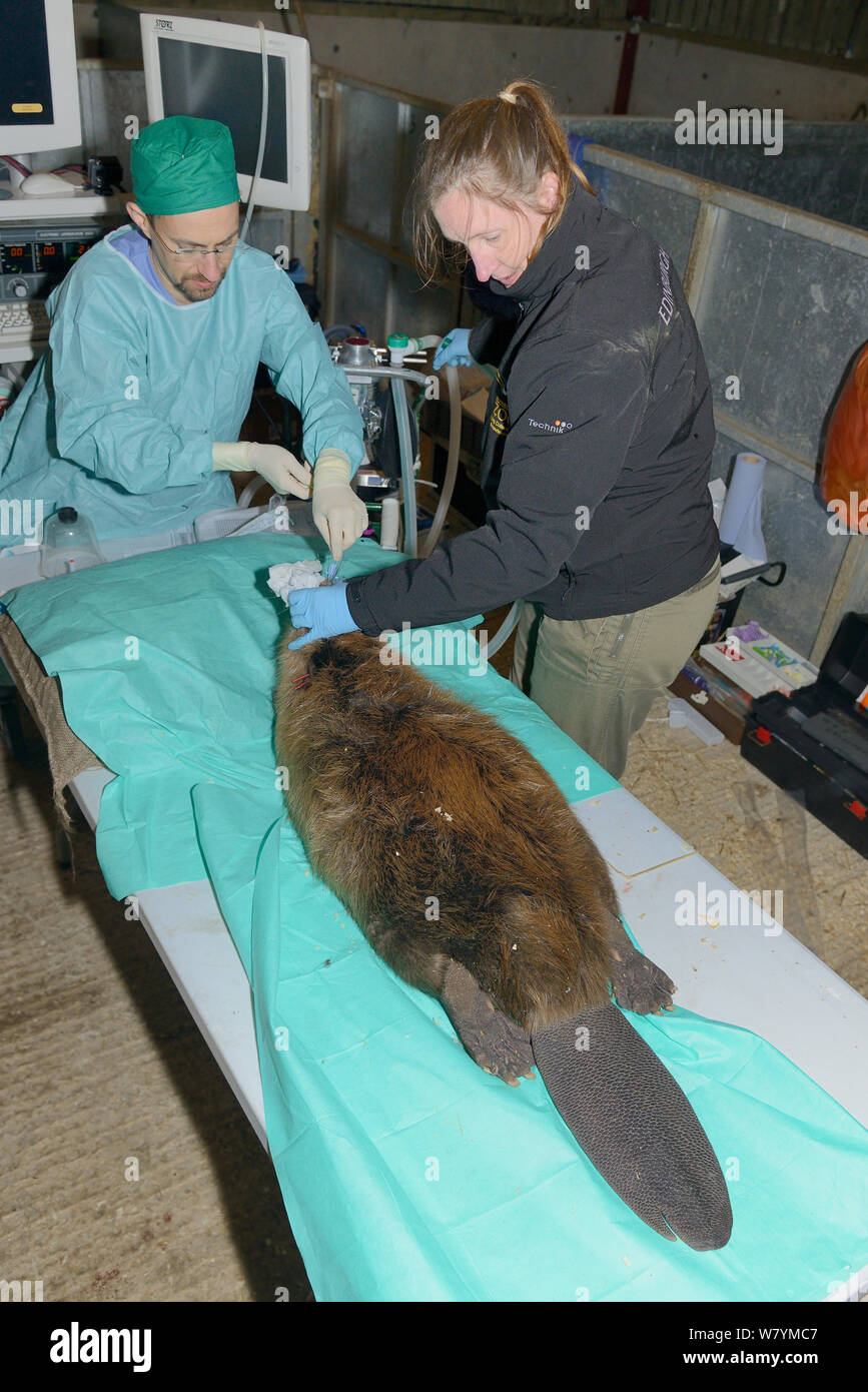 Veterinarian Romain Pizzi and anaesthetist Donna Brown of the Royal ...