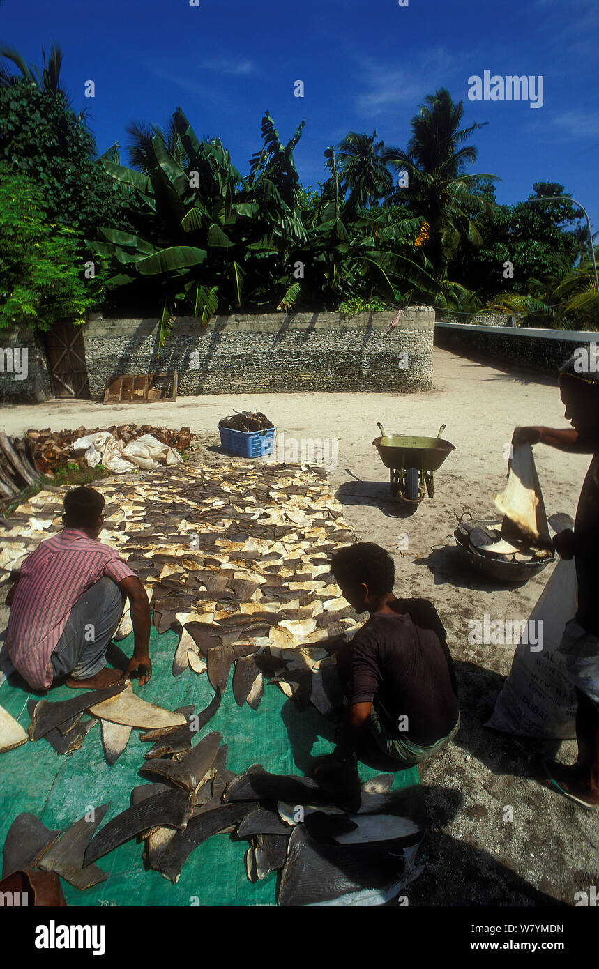 Shark fins drying in sun for export to Asia, Himmendhoo island, Ari ...