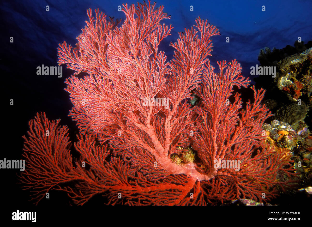 Melithaeidae hi-res stock photography and images - Alamy